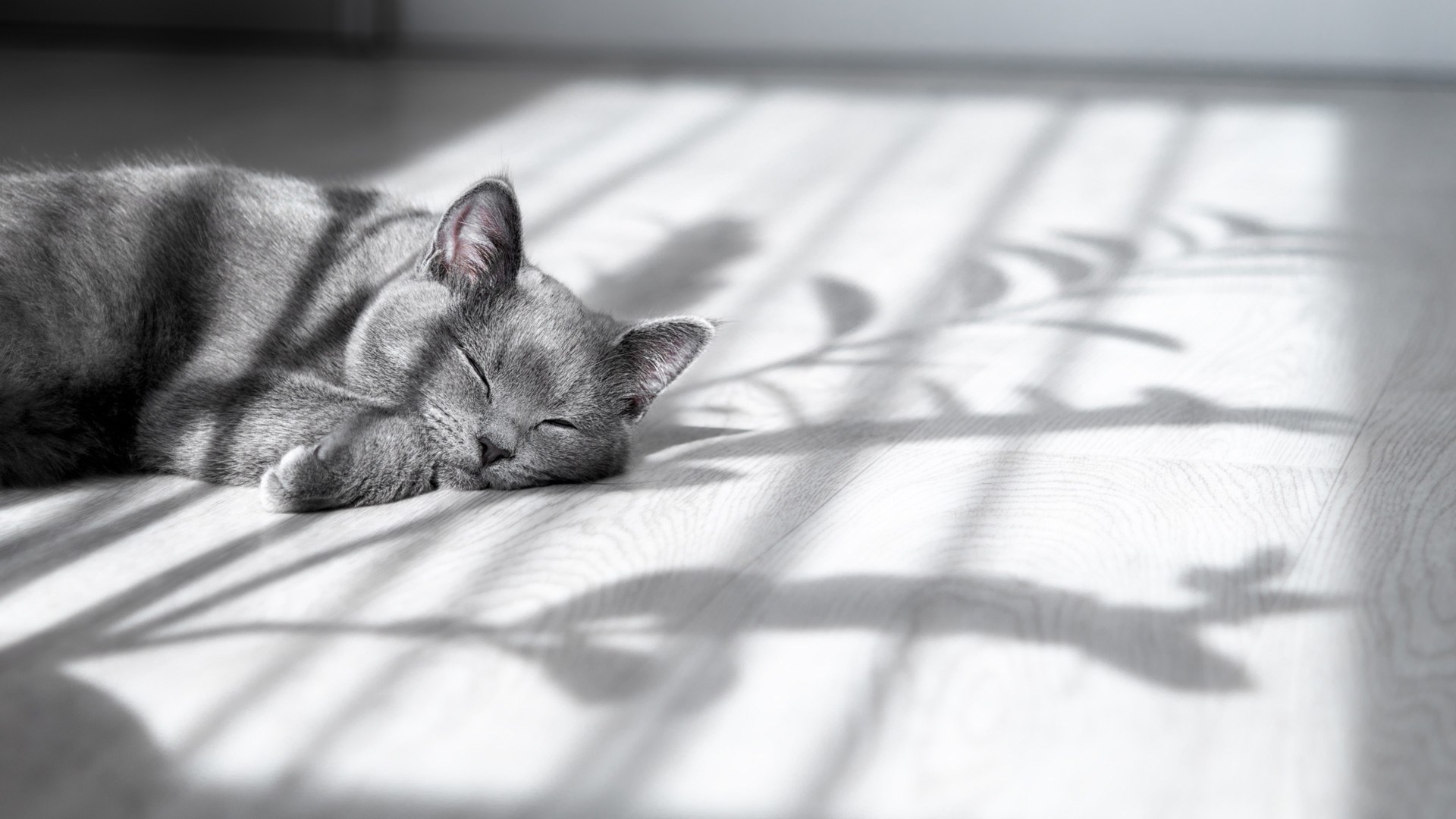 Thermal Efficiency - FSDC GLOBAL